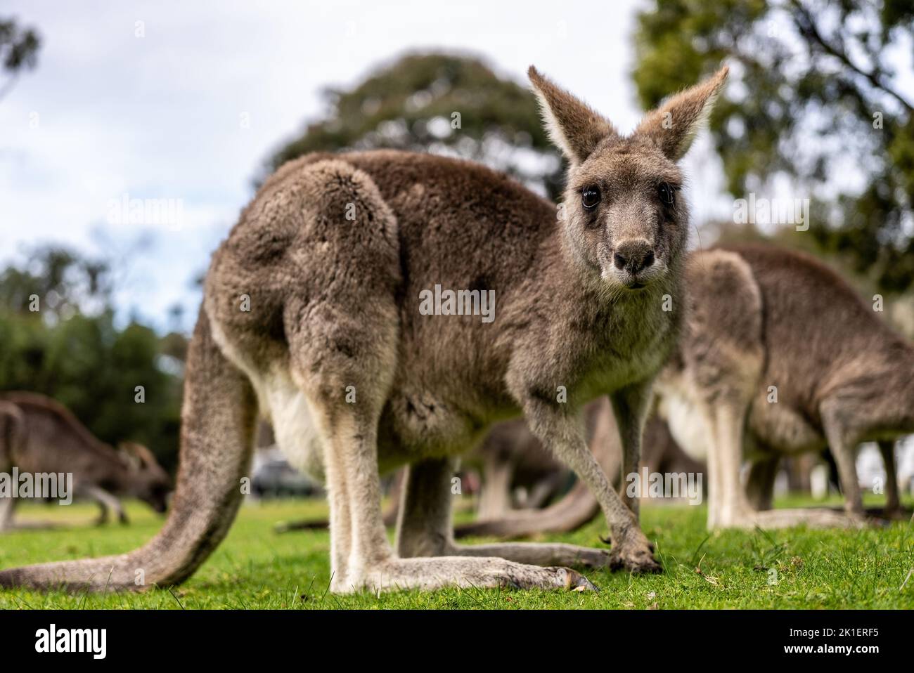 Cute kangaroos standing on hi-res stock photography and images - Alamy