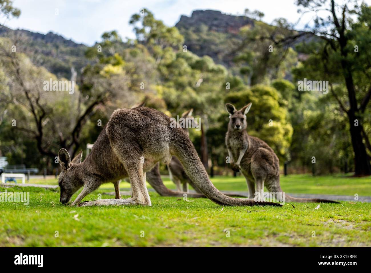 Cute kangaroos standing on hi-res stock photography and images - Alamy