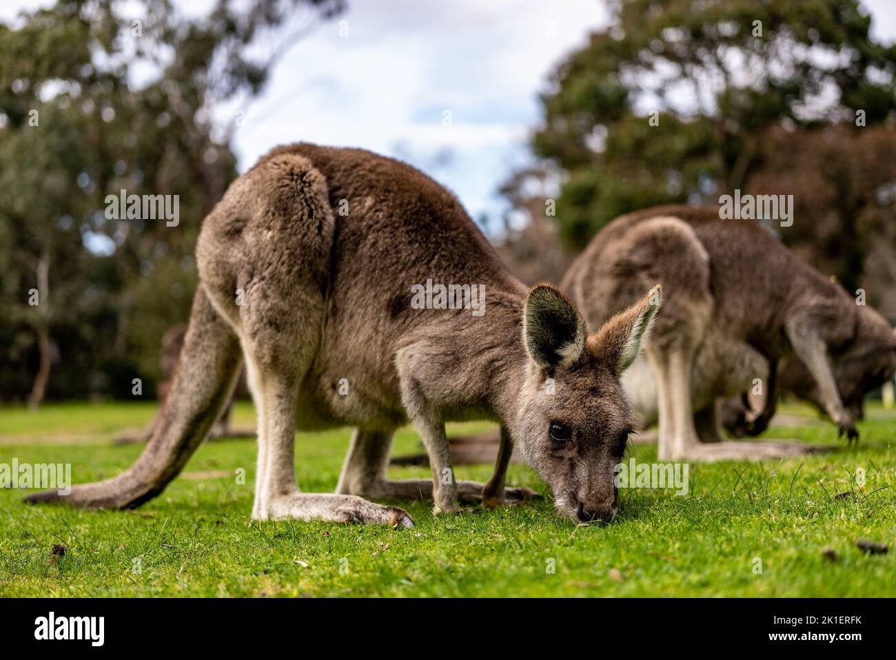 Playful kangaroos hi-res stock photography and images - Alamy