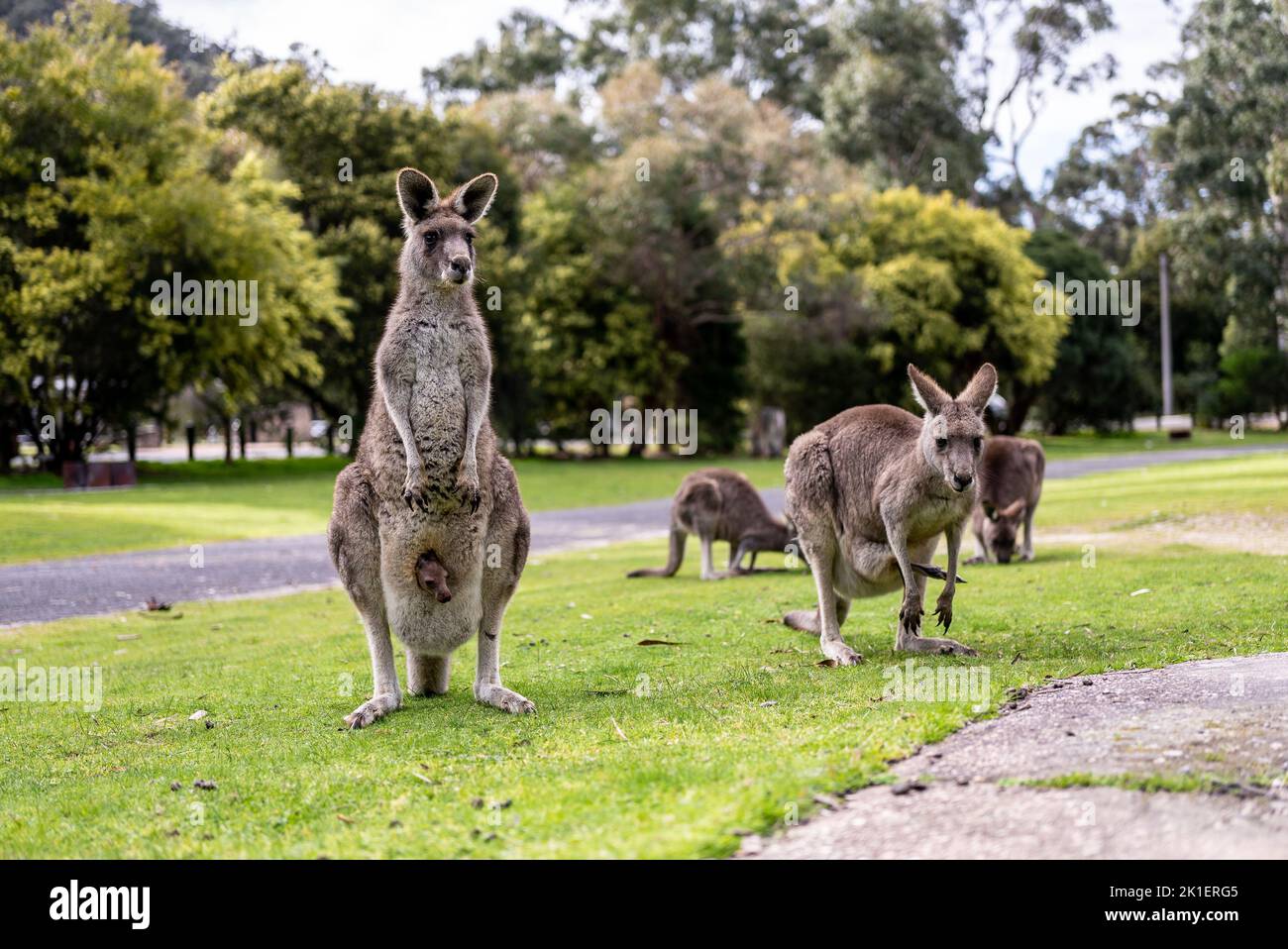 Playful kangaroos hi-res stock photography and images - Alamy