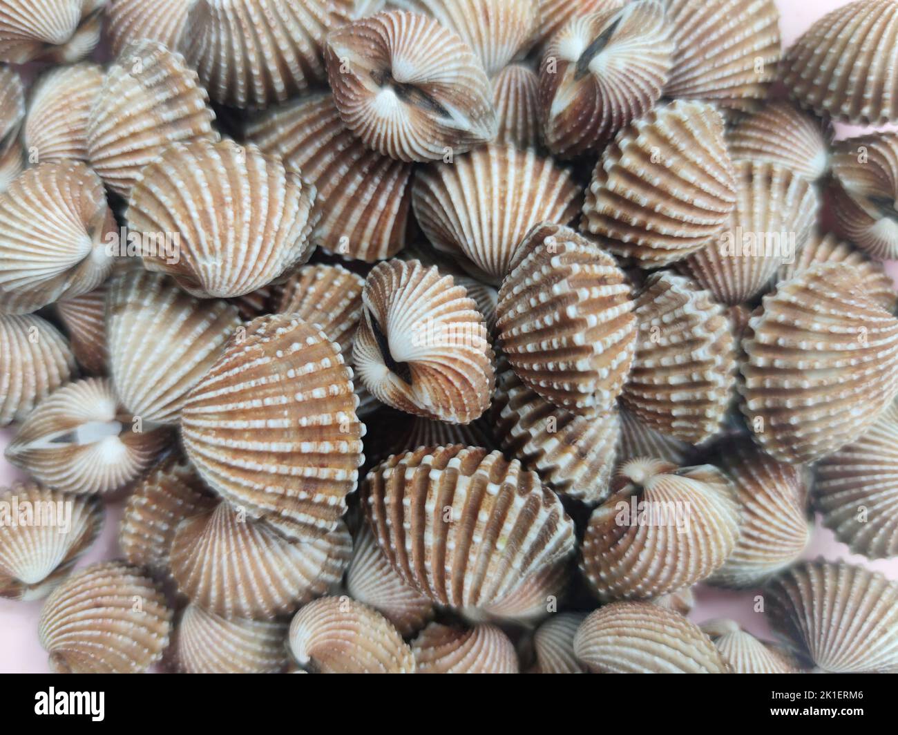 Bloody cockles hi-res stock photography and images - Alamy