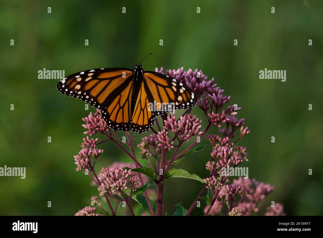 A macro of a Monarch butterfly on a flower Stock Photo - Alamy