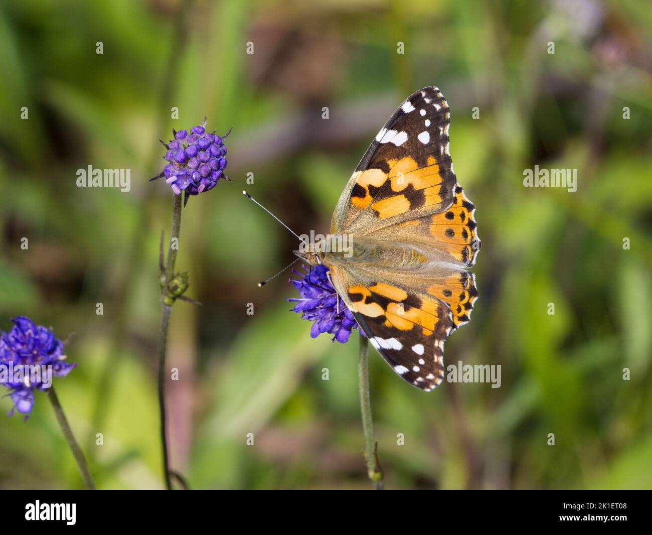 Painted Lady butterfly (Vanessa cardui) nectaring on Devil's-bit ...