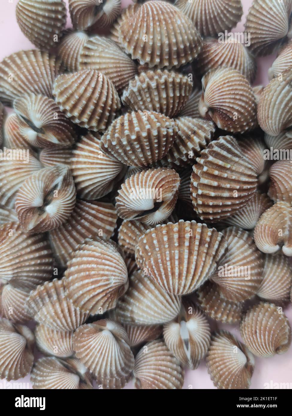 Tegillarca granosa or also known as a cockle , Blood clam. Close Up ...