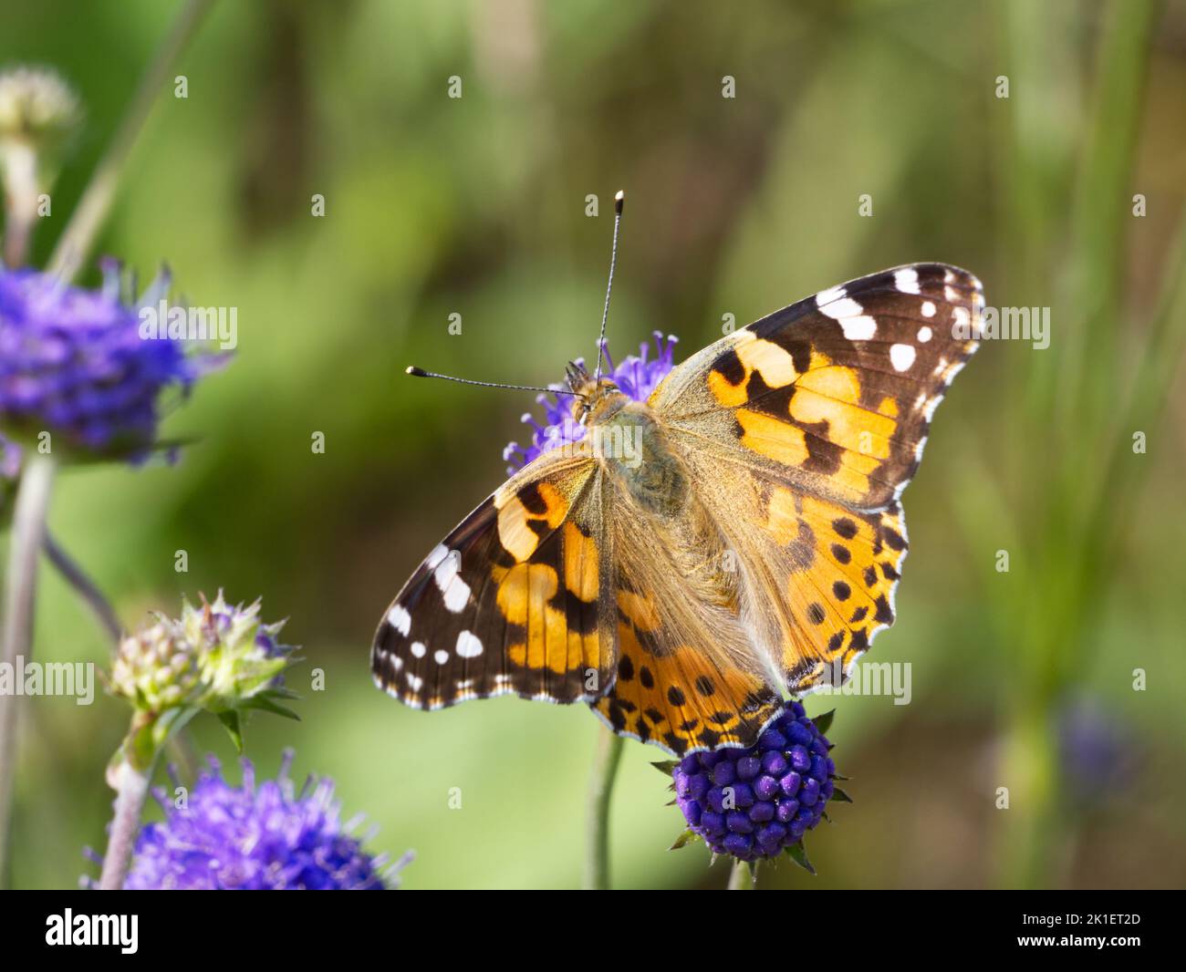 Painted Lady butterfly (Vanessa cardui) nectaring on Devil's-bit ...