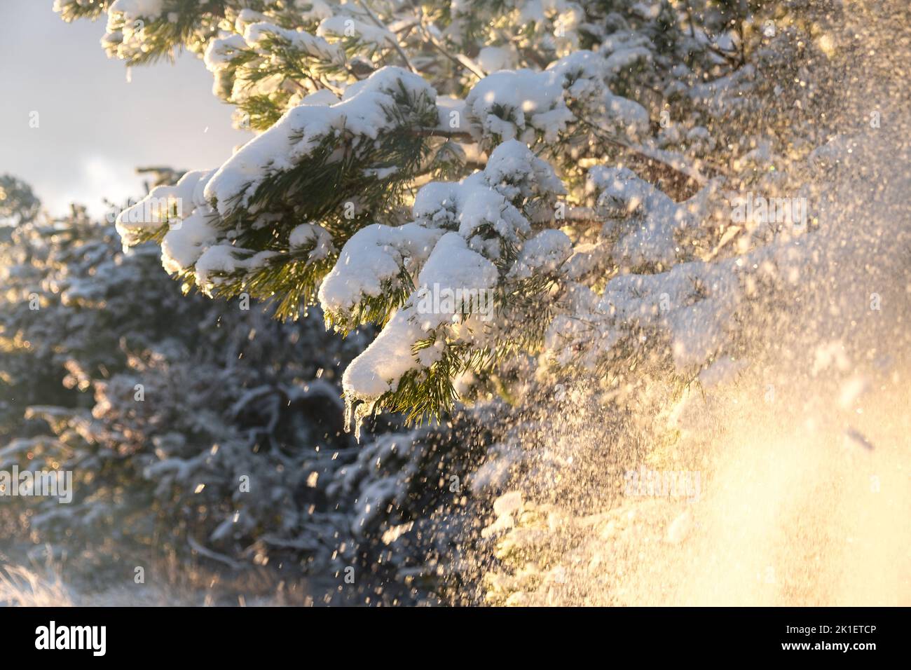 Snow spruce icicle. Winter natural background. The bright sun ...