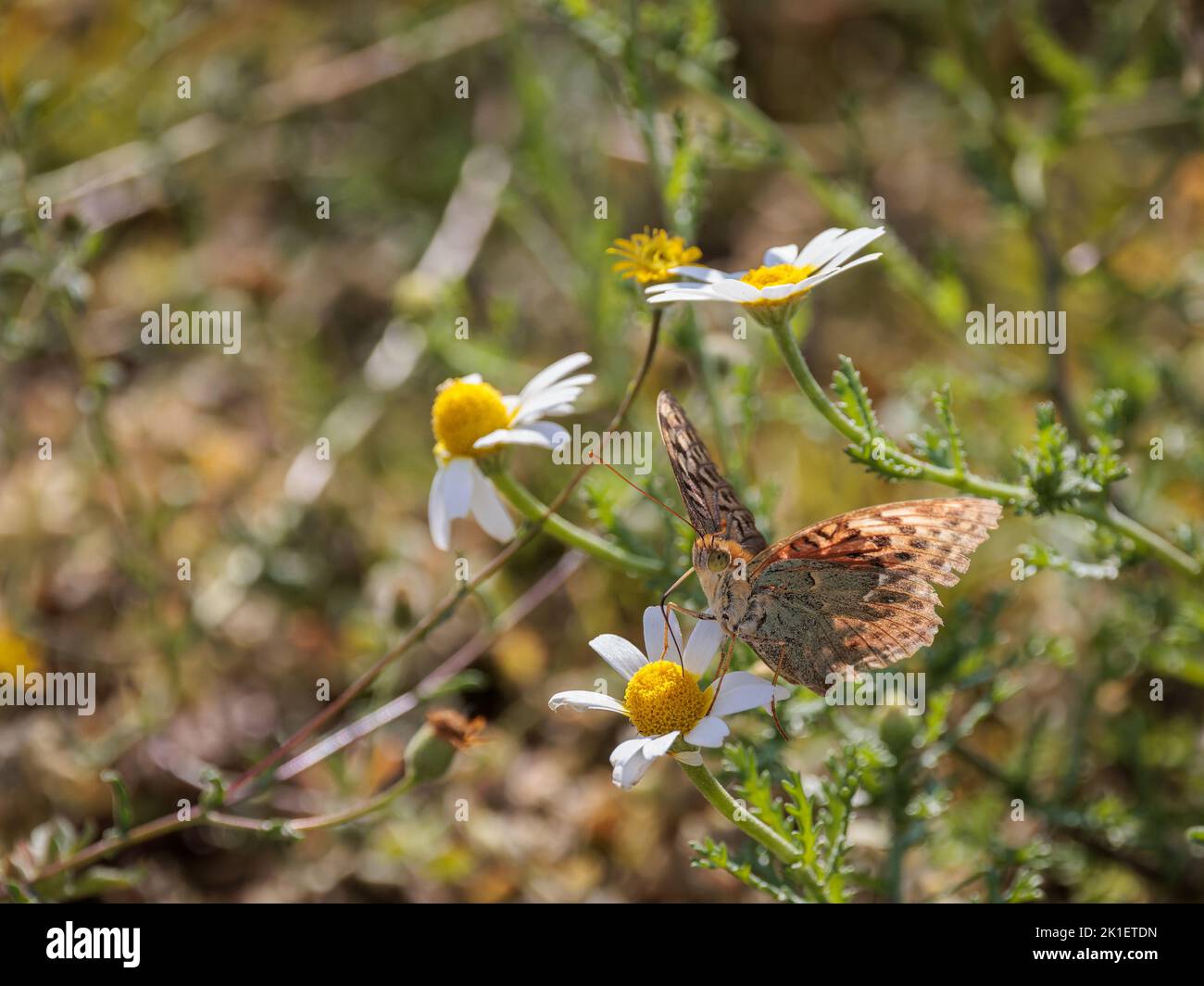 Butterfly in their natural environment Stock Photo - Alamy