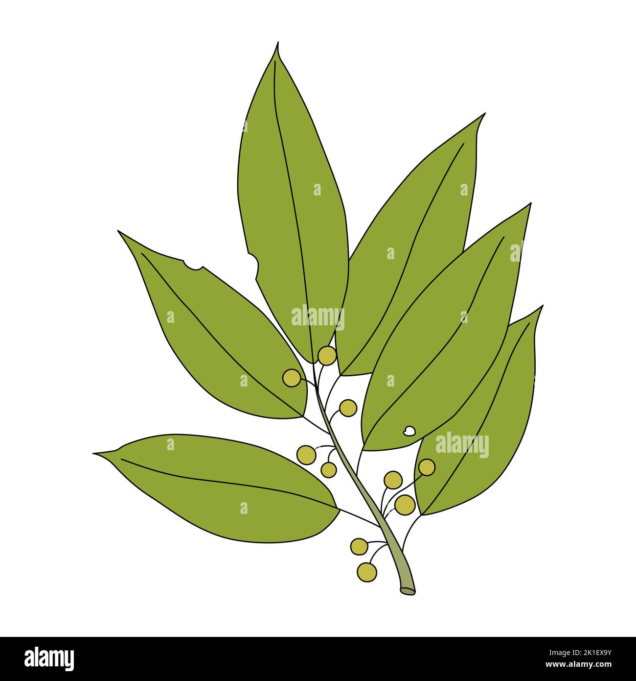 Laurel branch in cartoon style. Vector illustration of culinary herb ...