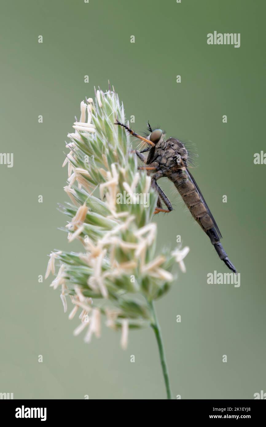 Insect predator on weeds Stock Photo - Alamy