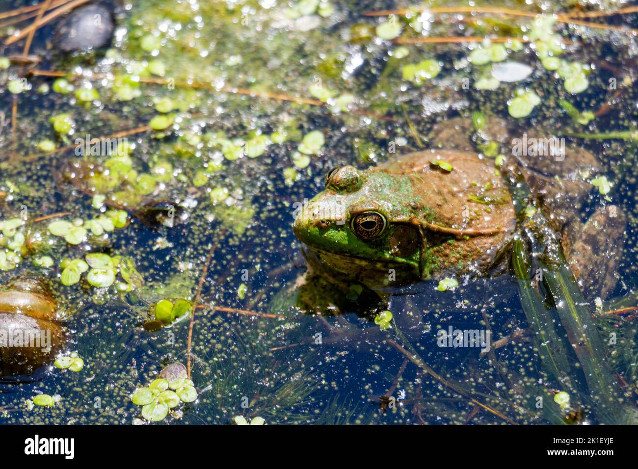 American bullfrog croaking hi-res stock photography and images - Alamy