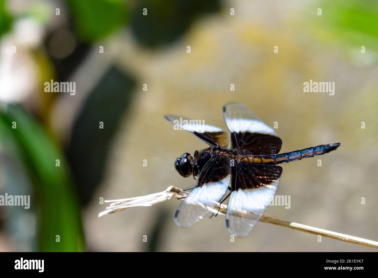 An immature male widow skimmer dragonfly Stock Photo - Alamy