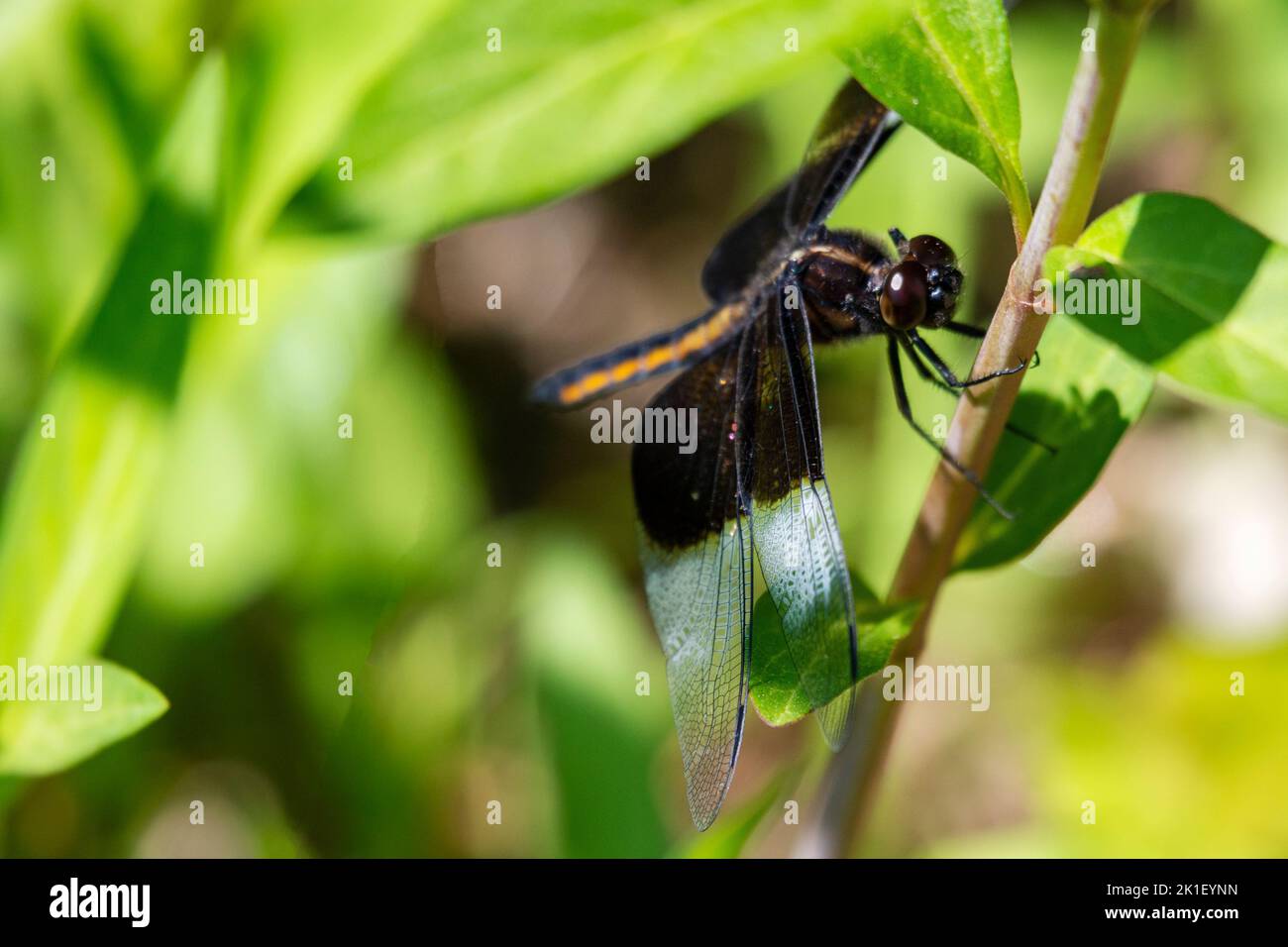 An immature male widow skimmer dragonfly Stock Photo - Alamy
