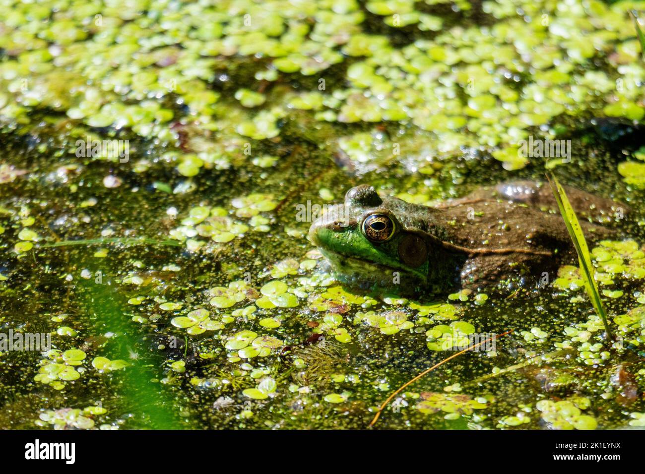 An American Bullfrog sits in the shallows on a Wisconsin Lake on a warm ...