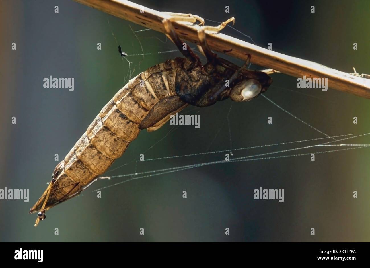 Exuviae of an insect Stock Photo - Alamy
