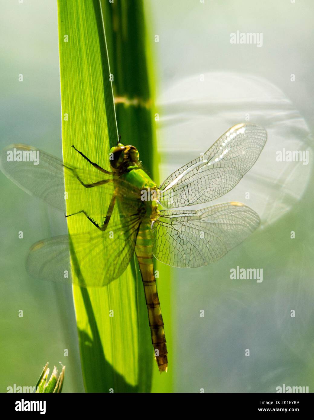 A male blue dasher dragonfly sits lightly on a bed of duck weed Stock ...