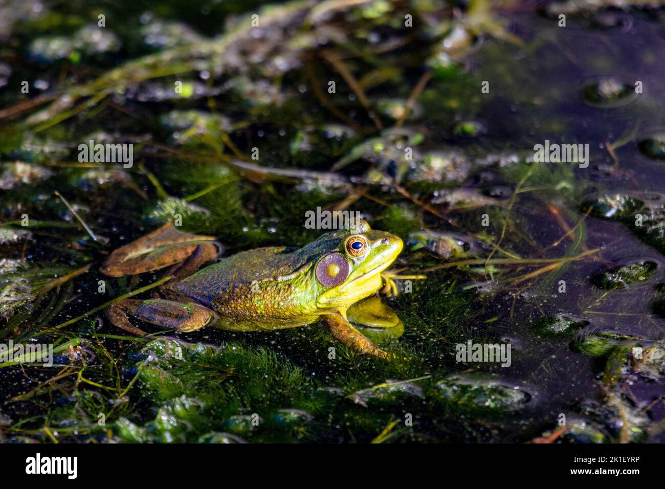 Bullfrog eye hi-res stock photography and images - Alamy