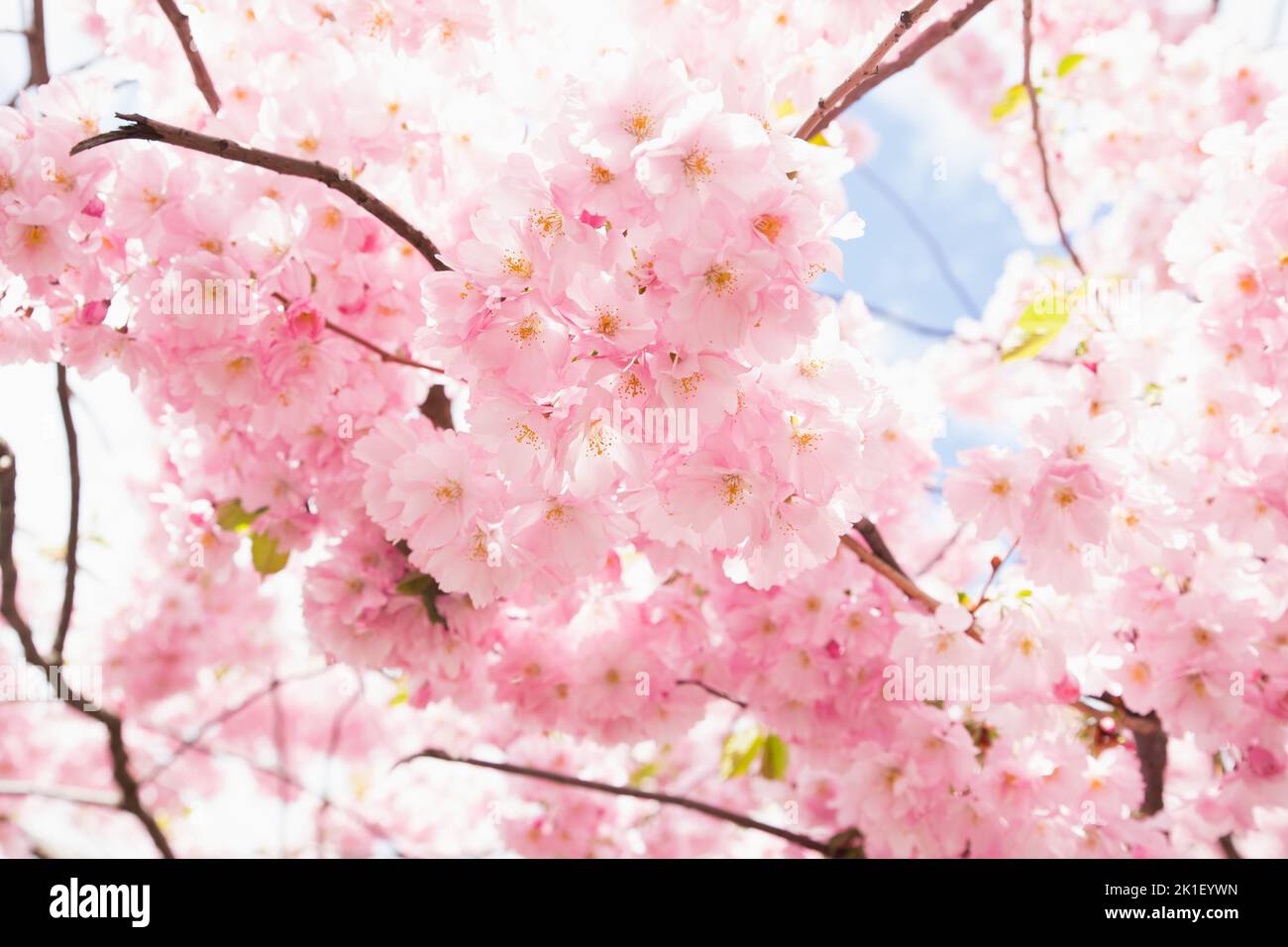 Pink Cherry tree sakura blossom in bright sunshine. Beautiful flower a ...