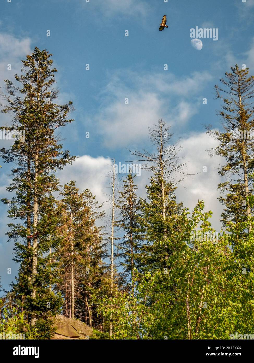 A vertical shot of tall evergreen trees with a hawk flying over them Stock Photo - Alamy
