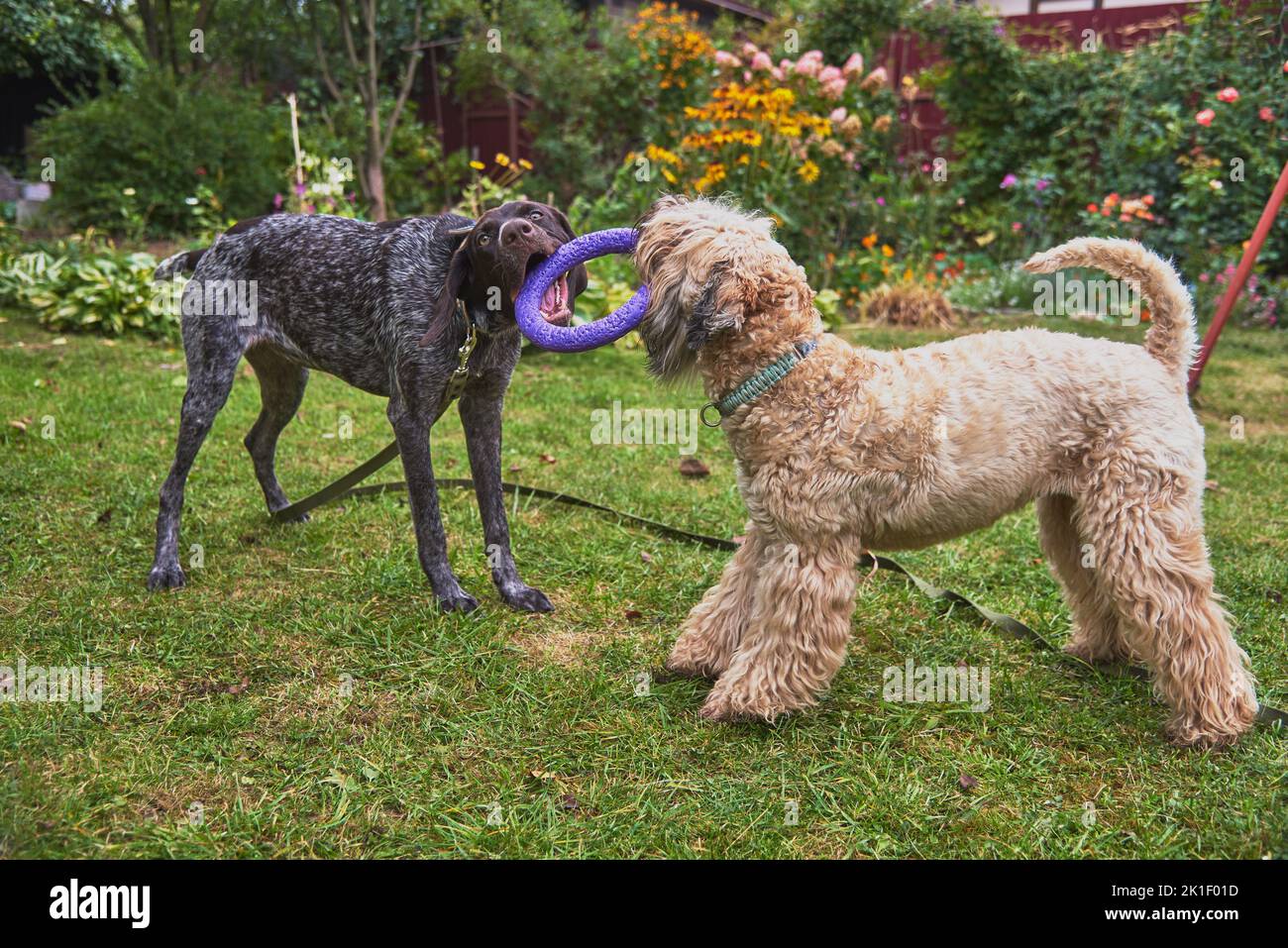 German shorthaired pointer fight hi-res stock photography and images ...