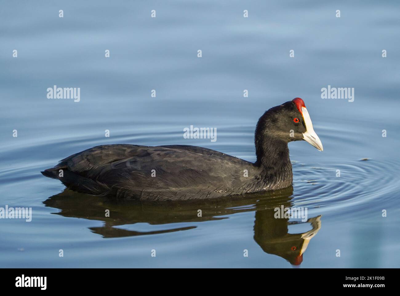 Red-knobbed coot, Crested coot, (Fulica cristata ) freshwater lake ...