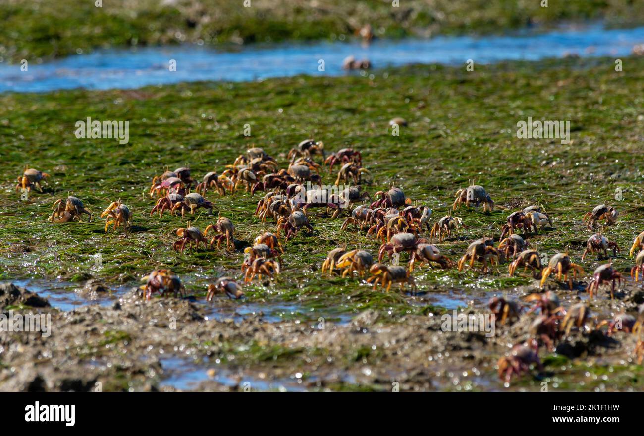Portugal ecology hi-res stock photography and images - Alamy