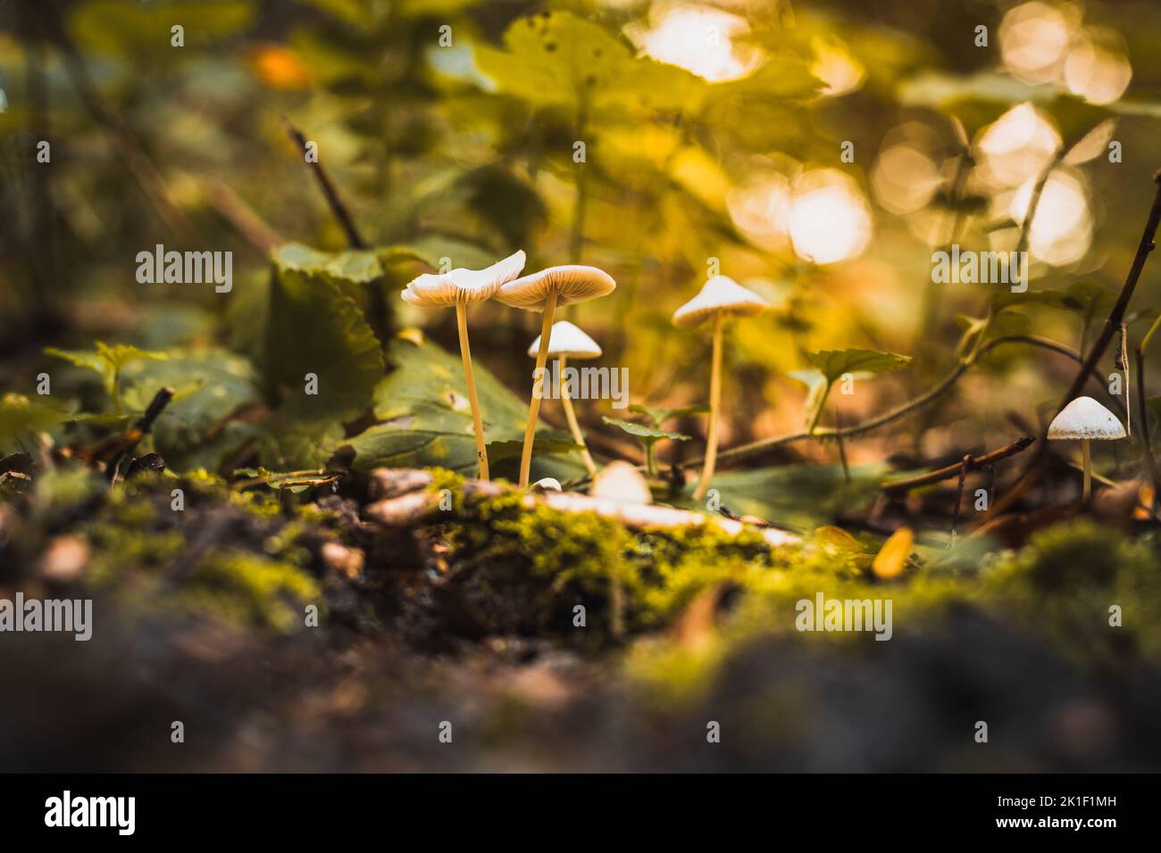 Mushroom family on the forest floor photographed in the morning sun on ...