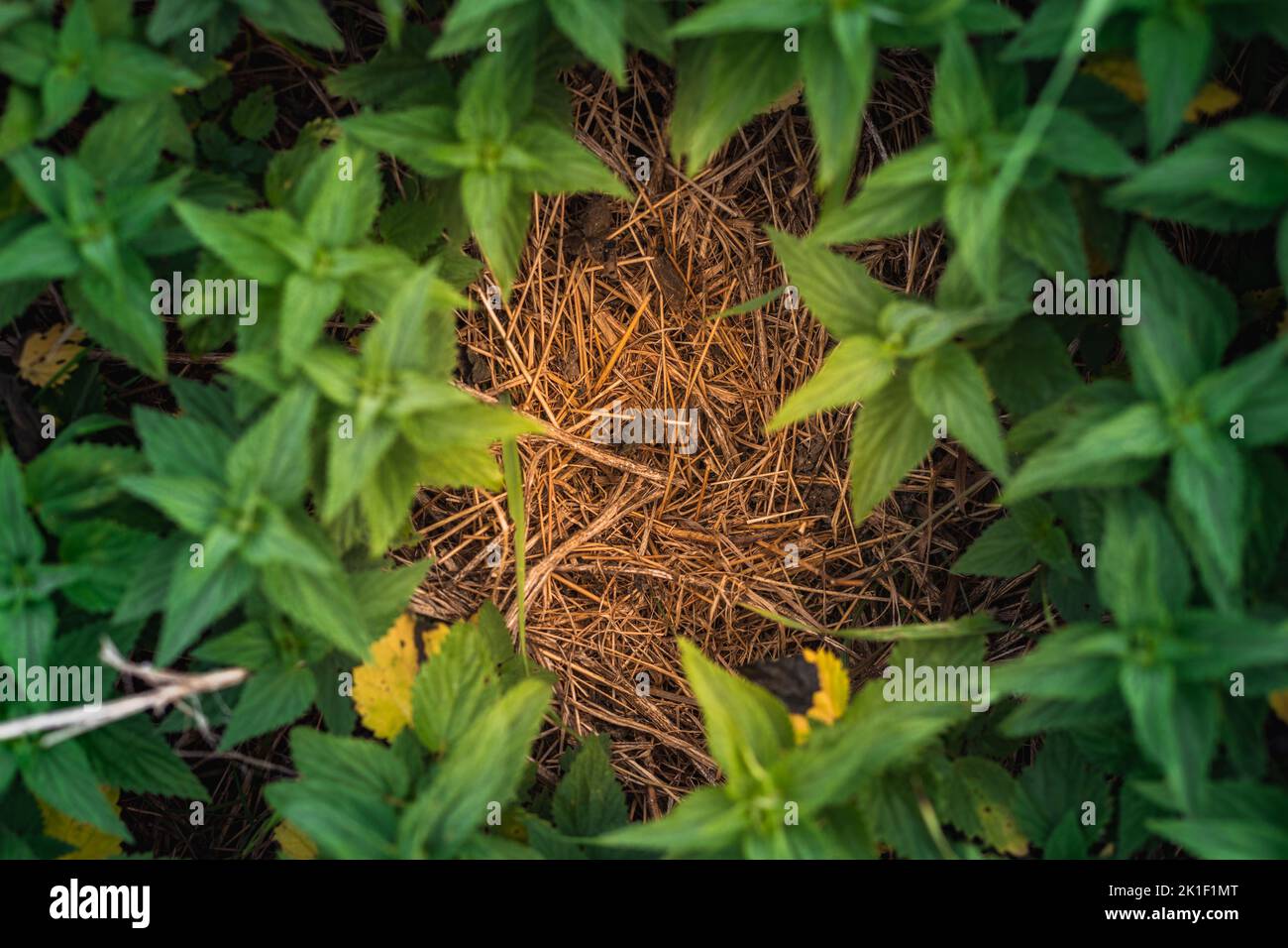 Nestled in nest hi-res stock photography and images - Alamy