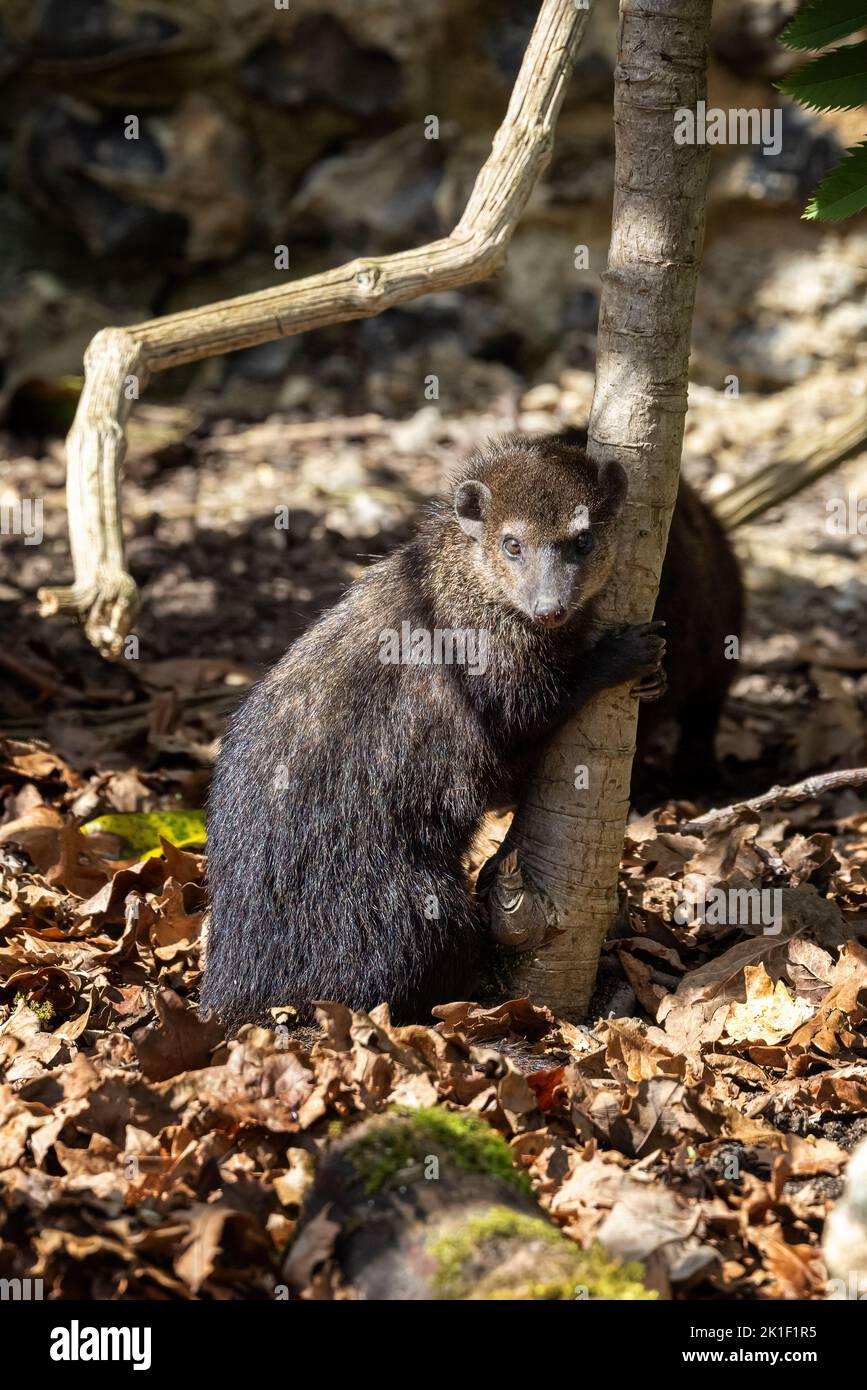 Common kusimanse hi-res stock photography and images - Alamy