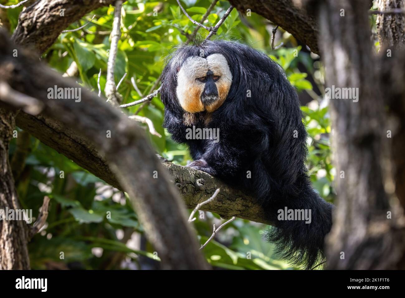 White-faced saki, pithecia pithecia. This is an adult male and is ...