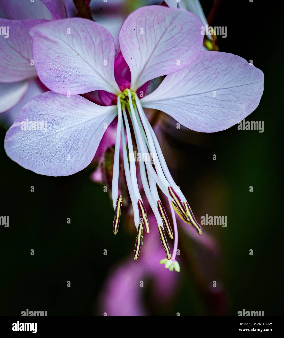 The vertical macro view of a white gaura flower head before the dark ...