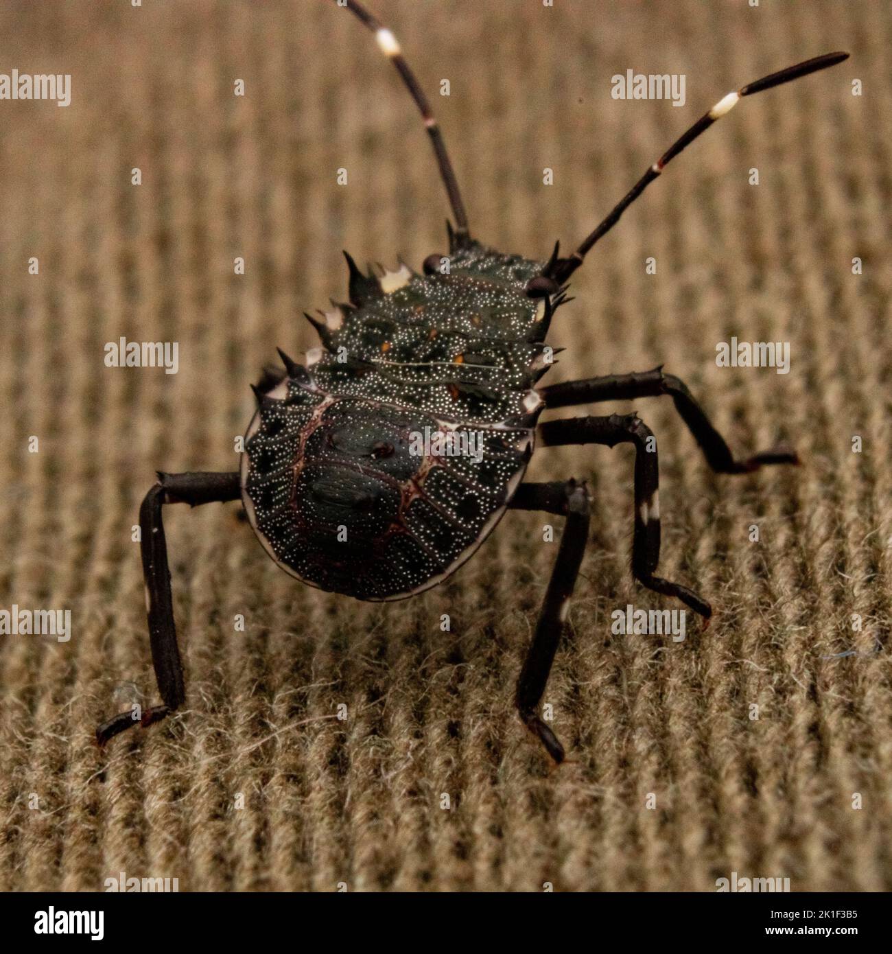 Stinkbugs hi-res stock photography and images - Alamy