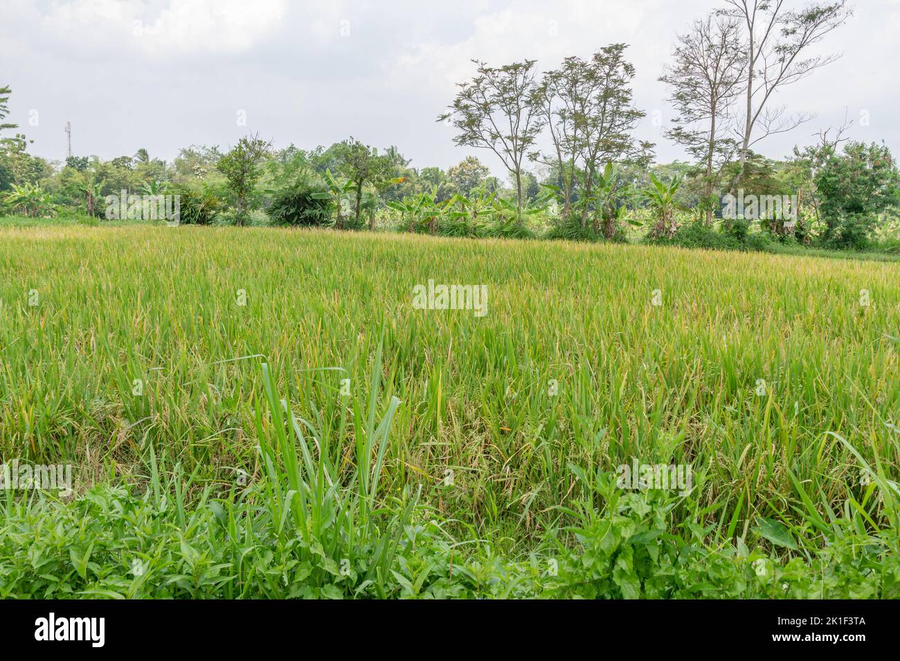 Rice fields planted with rice that are quite old with yellowing leaves ...