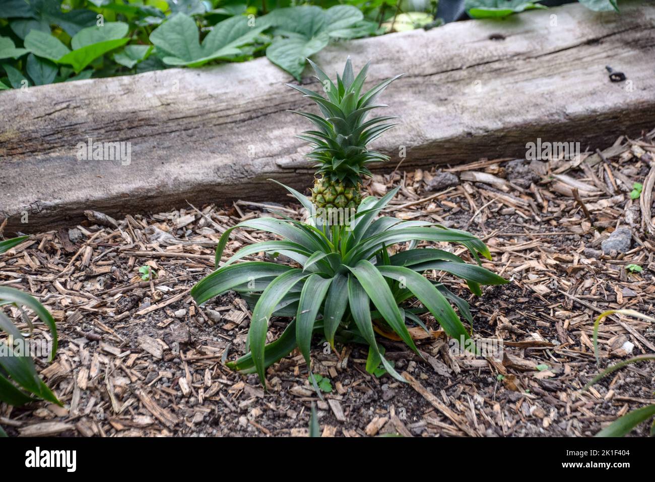 Pineapple plant flower tree hi-res stock photography and images - Alamy