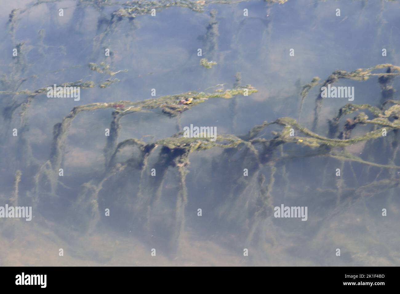 Tangle weeds hi-res stock photography and images - Alamy