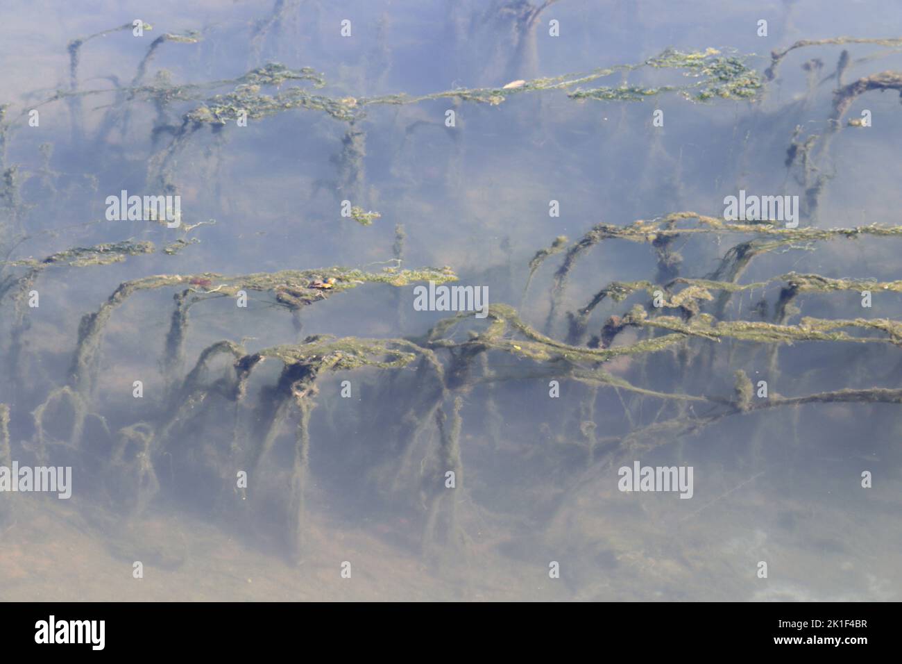 Tangle weeds hi-res stock photography and images - Alamy