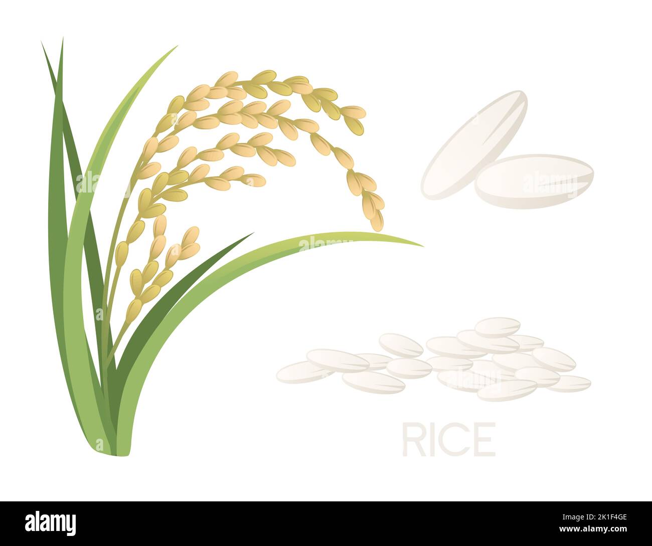 Asian agriculture rice plant with ears white grain vector illustration ...