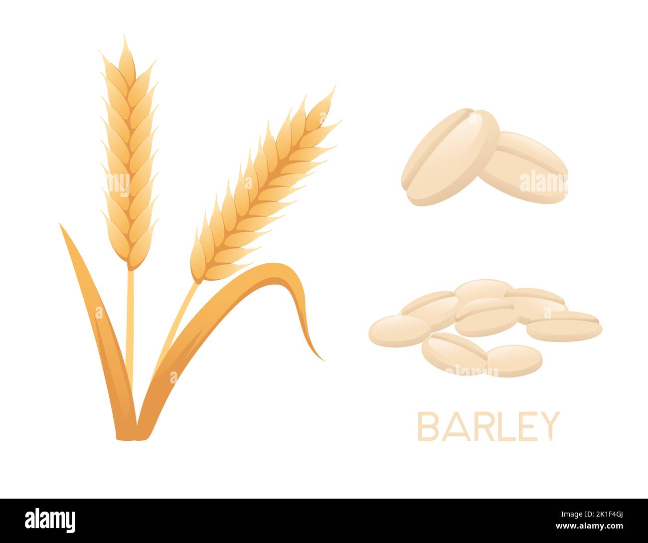 Barley agriculture plant with ears grain vector illustration isolated on white background Stock ...