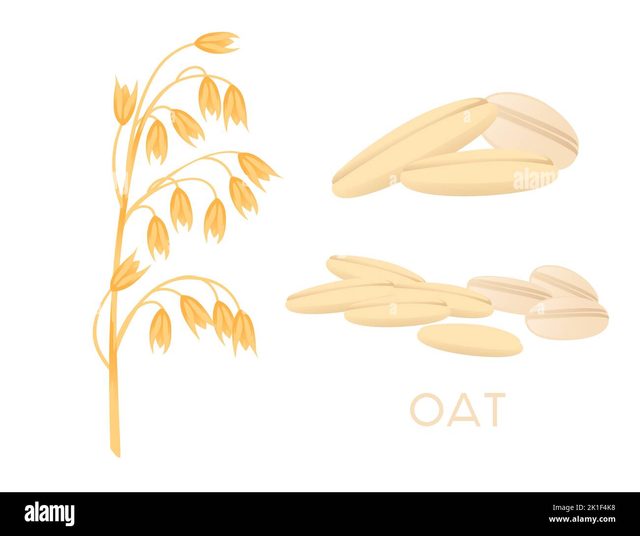 Oat agriculture plant with ears grain vector illustration isolated on ...