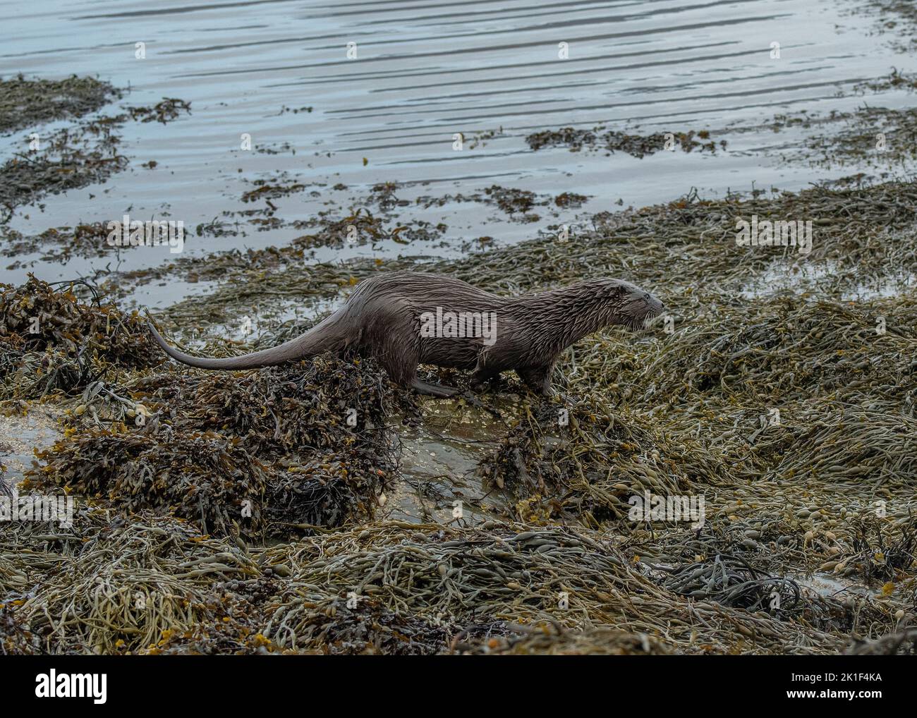 Otter (Lutra lutra) in seaweed on edge of Loch Spelve, Isle of Mull ...