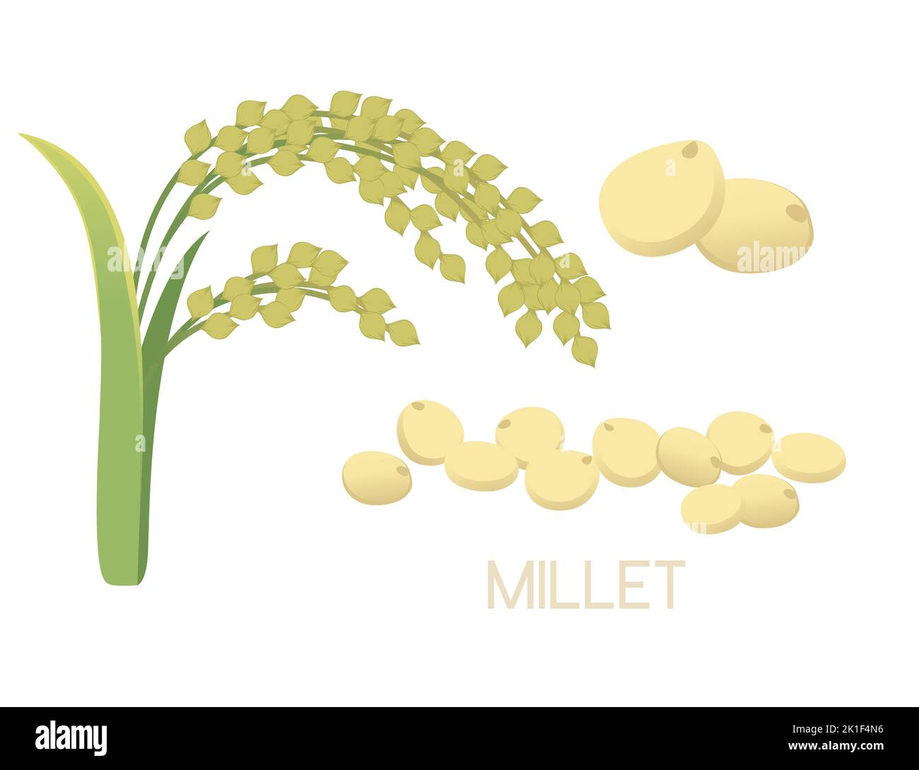 Millet agriculture plant with ears grain vector illustration isolated ...