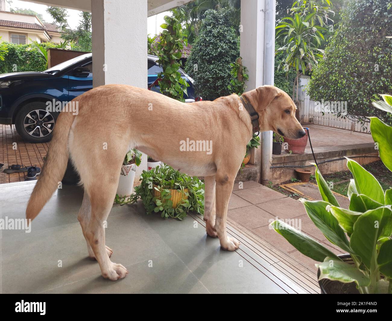 An Indian pariah dog standing in a Varanda of bungalow in Pune state ...