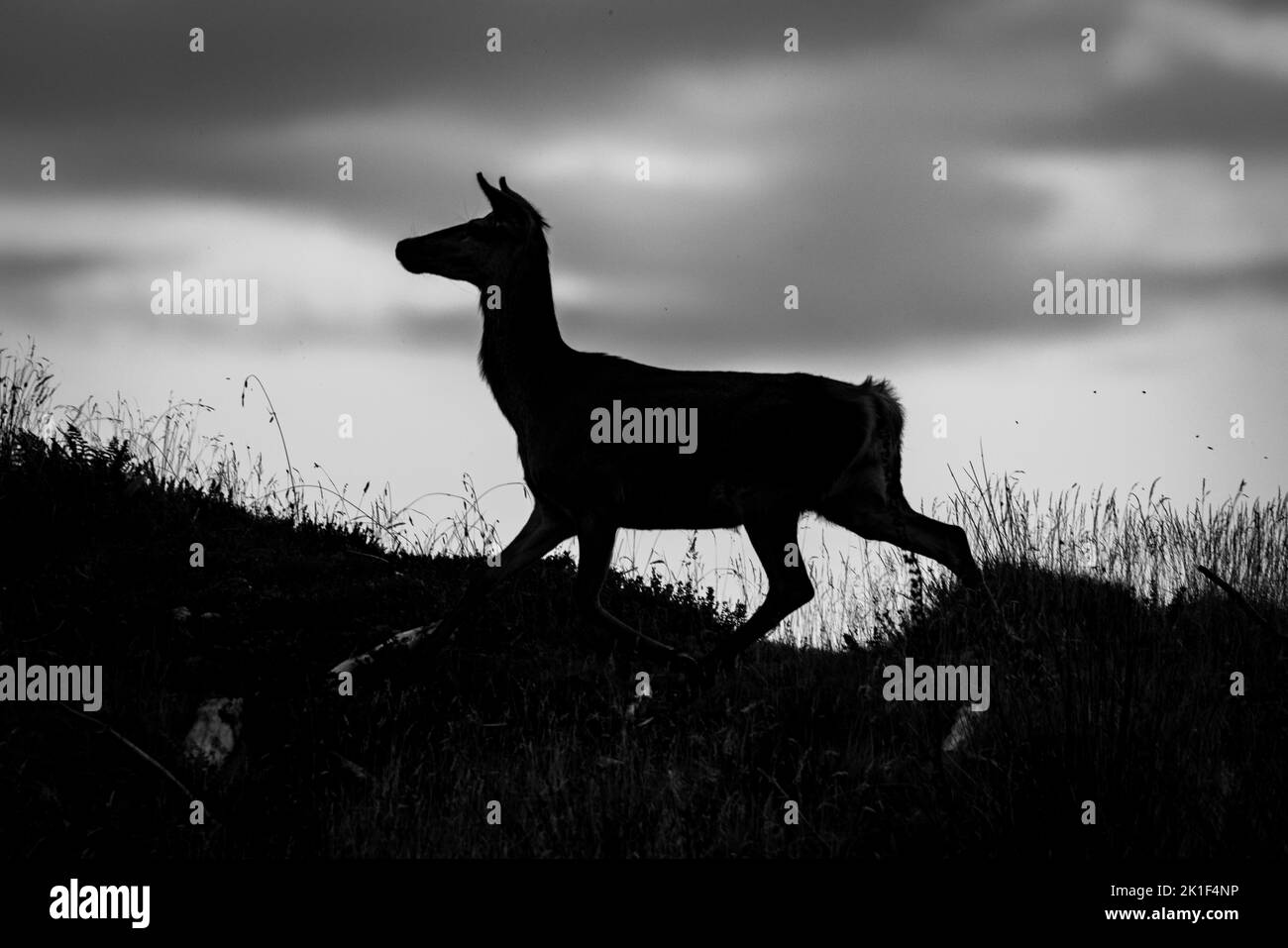 The grayscale silhouette of a deer climbing the slope under the cloudy ...