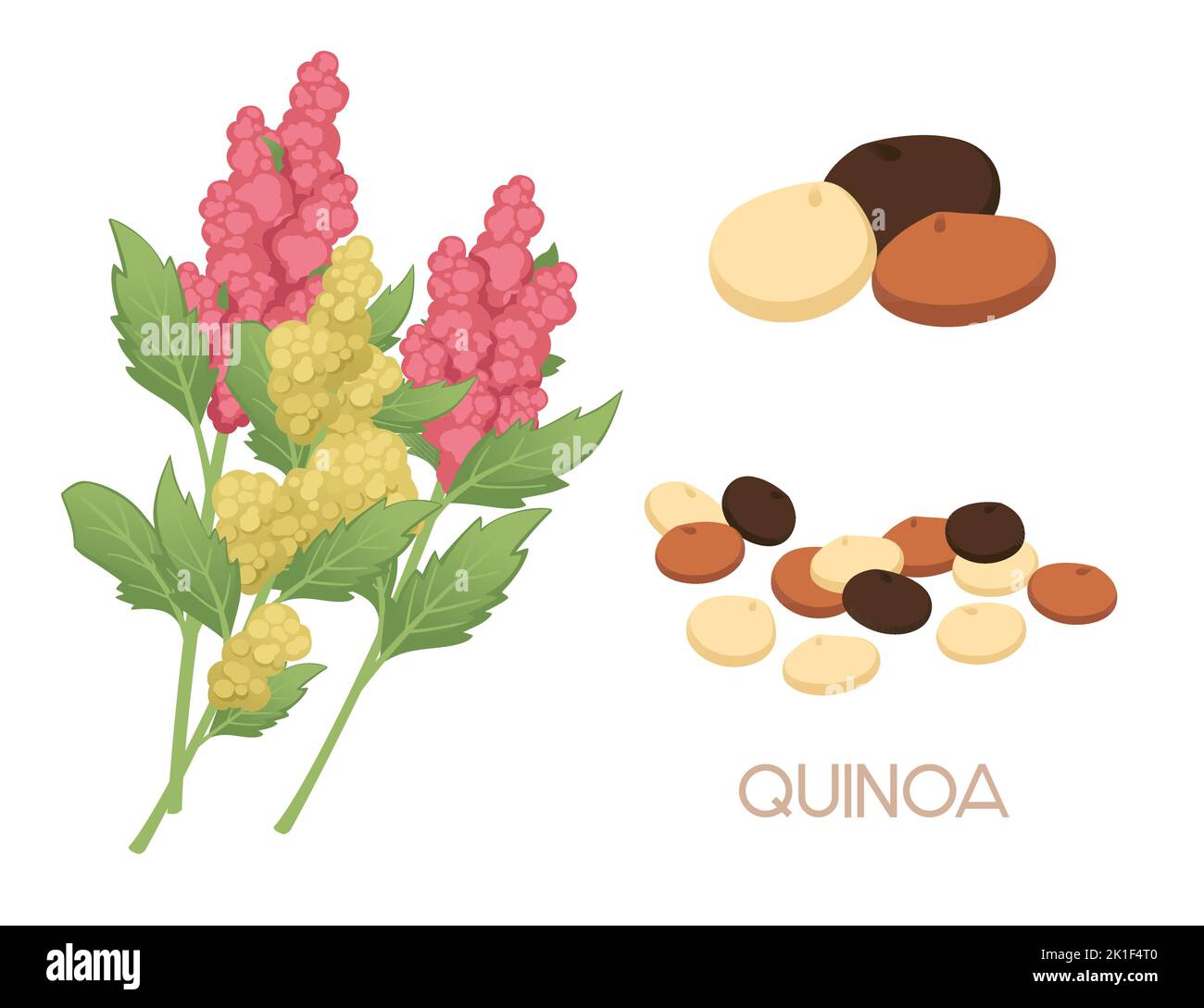 Quinoa agriculture plant with seeds grain vector illustration isolated ...
