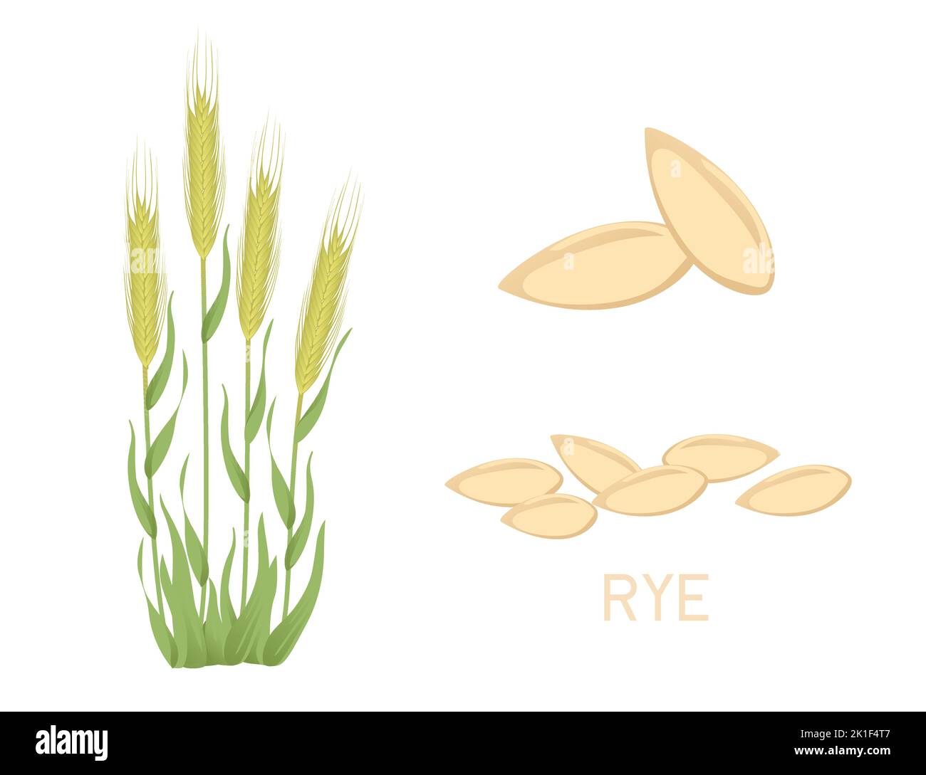 Rye agriculture plant with ears grain vector illustration isolated on ...