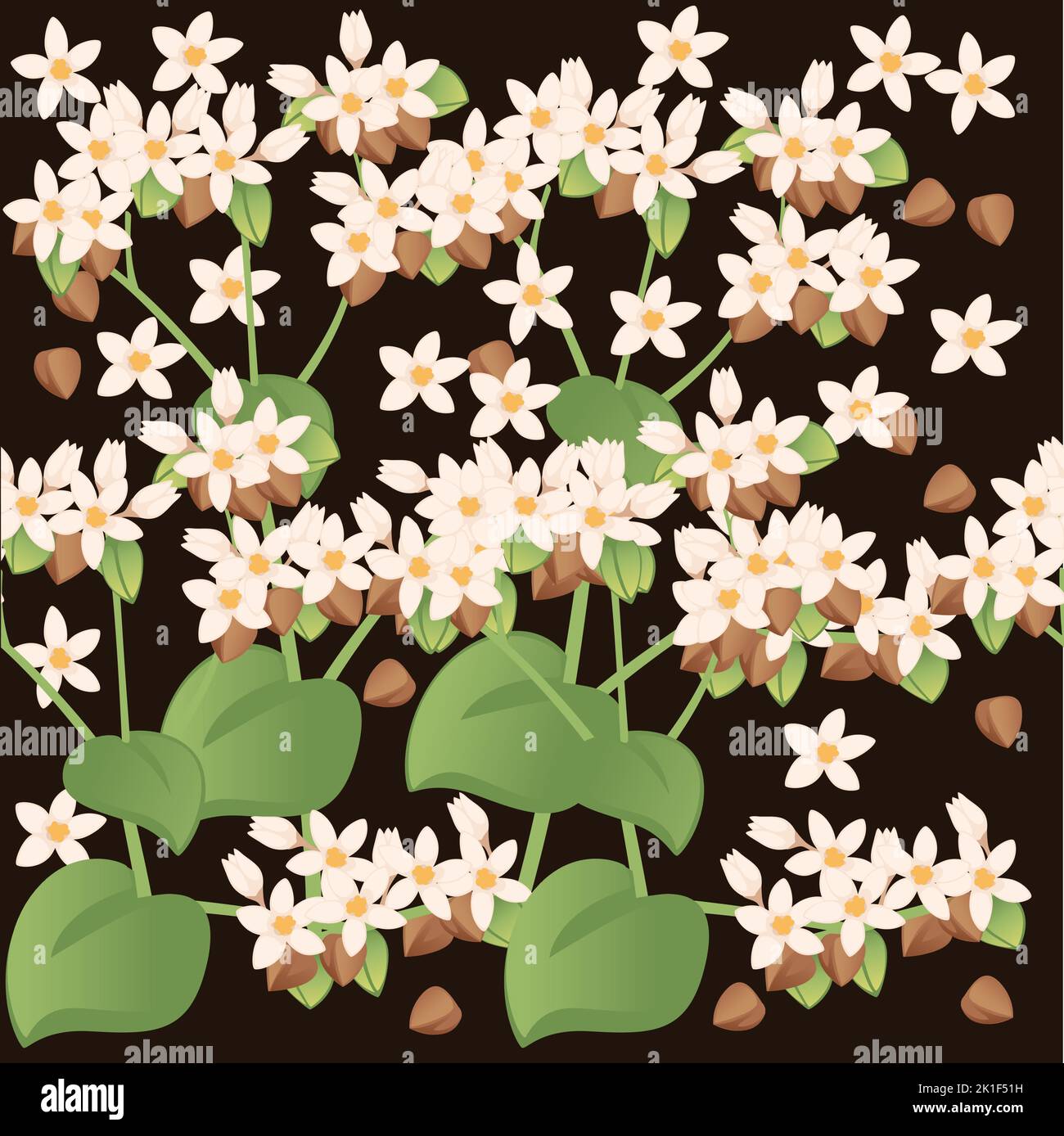 Seamless pattern Buckwheat agriculture plant with blossom flowers and ...