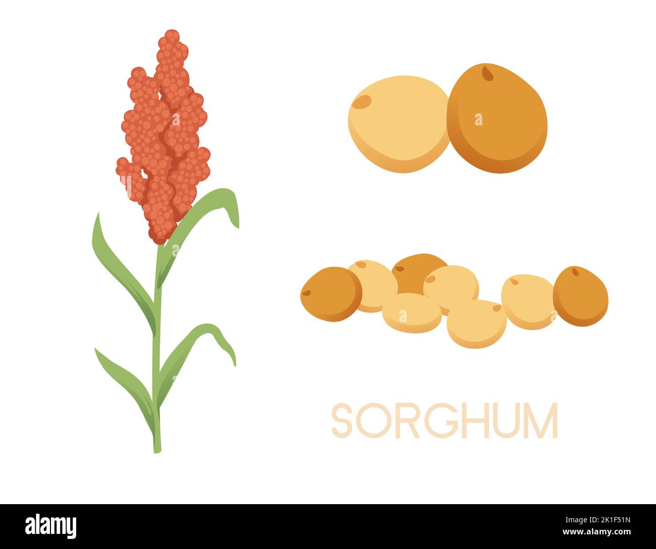 Sorghum agriculture plant with seeds grain vector illustration isolated ...