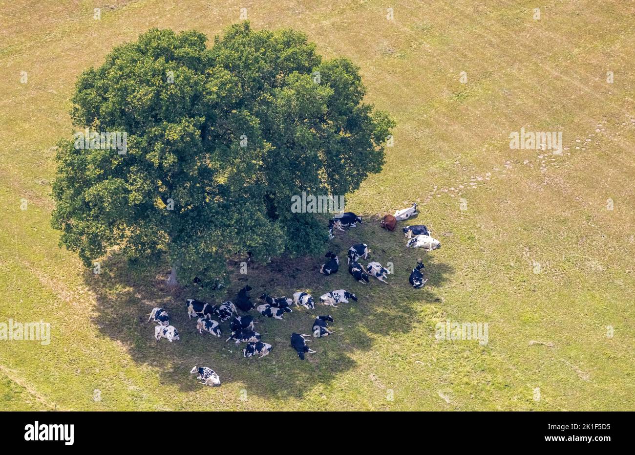 Aerial view, tree on a field and cows in the shade, Loikum, Hamminkeln ...