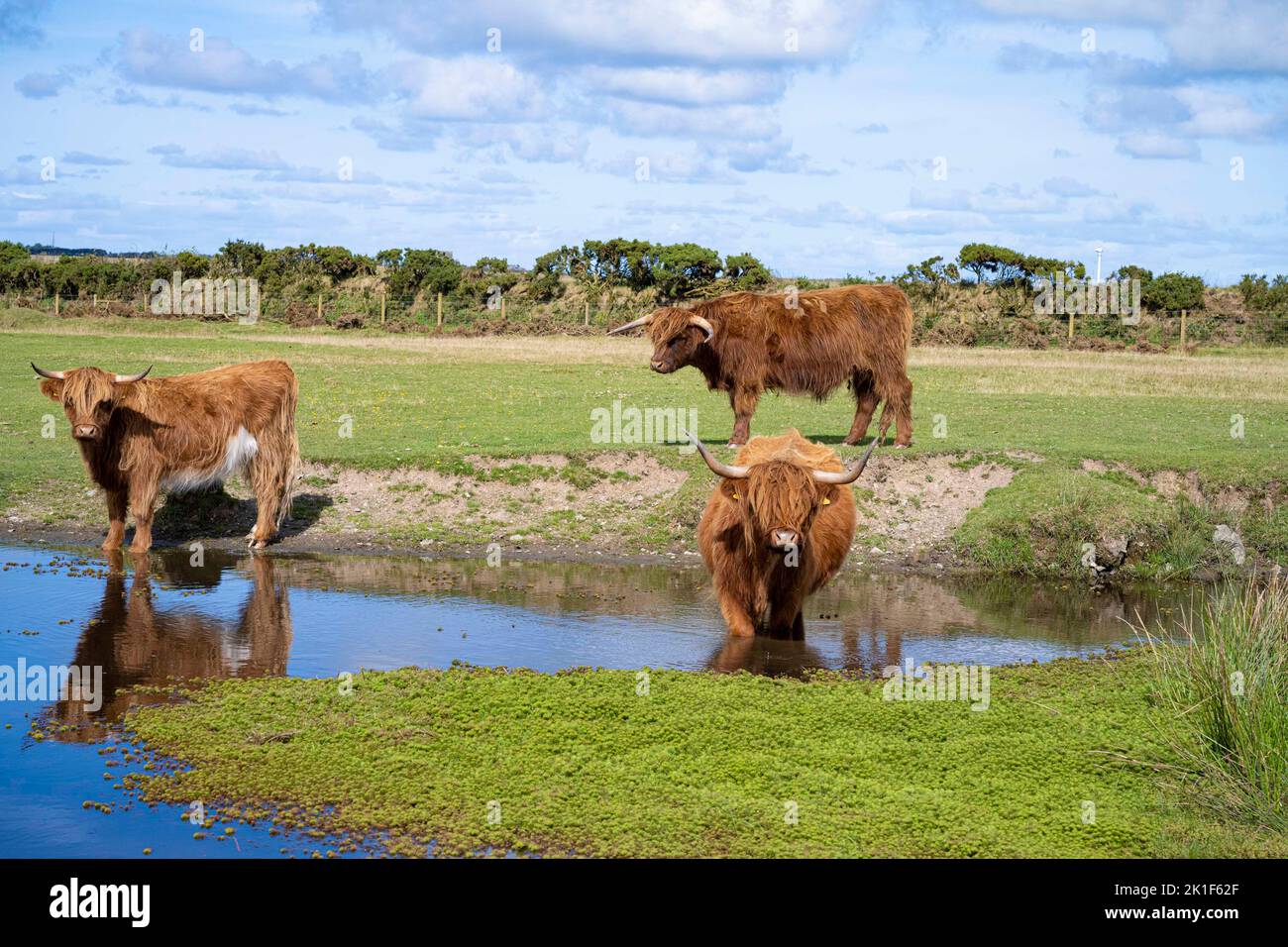 The Highland is a Scottish breed of rustic cattle. It originated in the ...