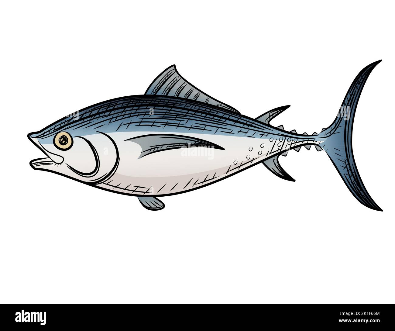 Marine tuna seafood fish cartoon design vector illustration isolated on ...
