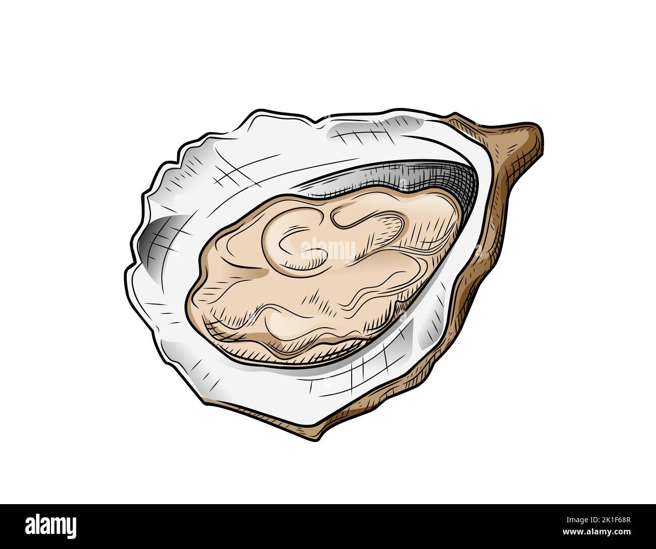 Clam seafood delicacy vector illustration isolated on white background ...